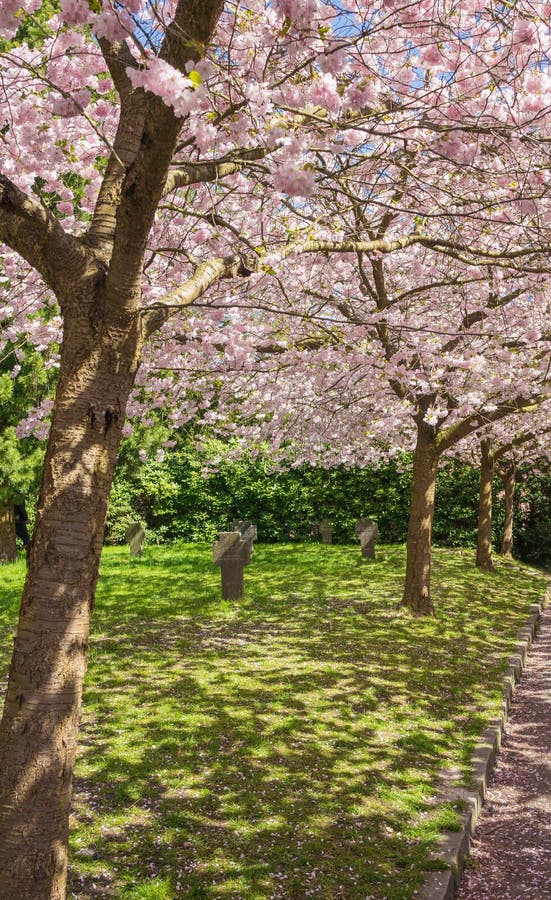 Chinese cherry tree stock photo. Image of japanese, cute - 68701580