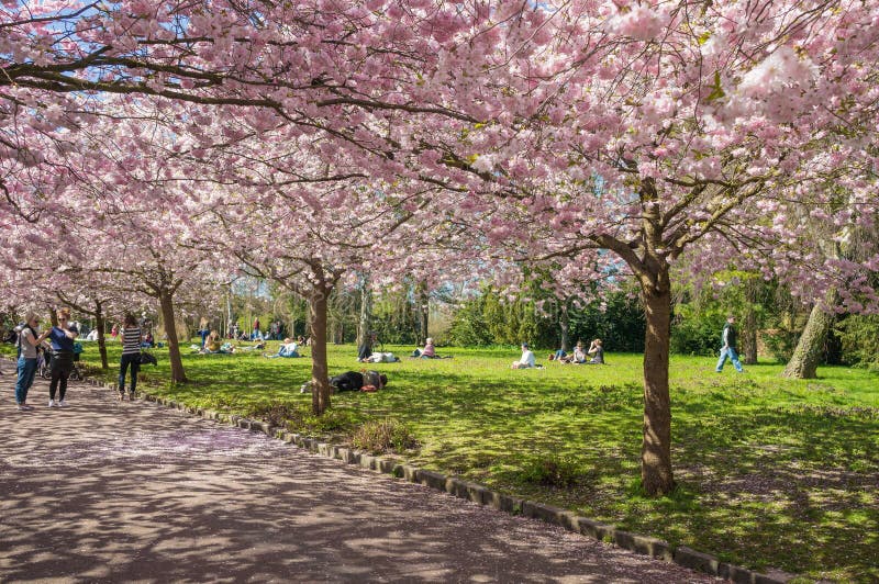 Chinese cherry tree editorial stock image. Image of event - 68702024