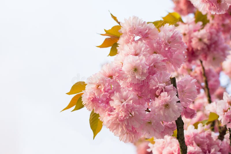 Chinese cherry tree stock image. Image of blossoms, green - 70459701