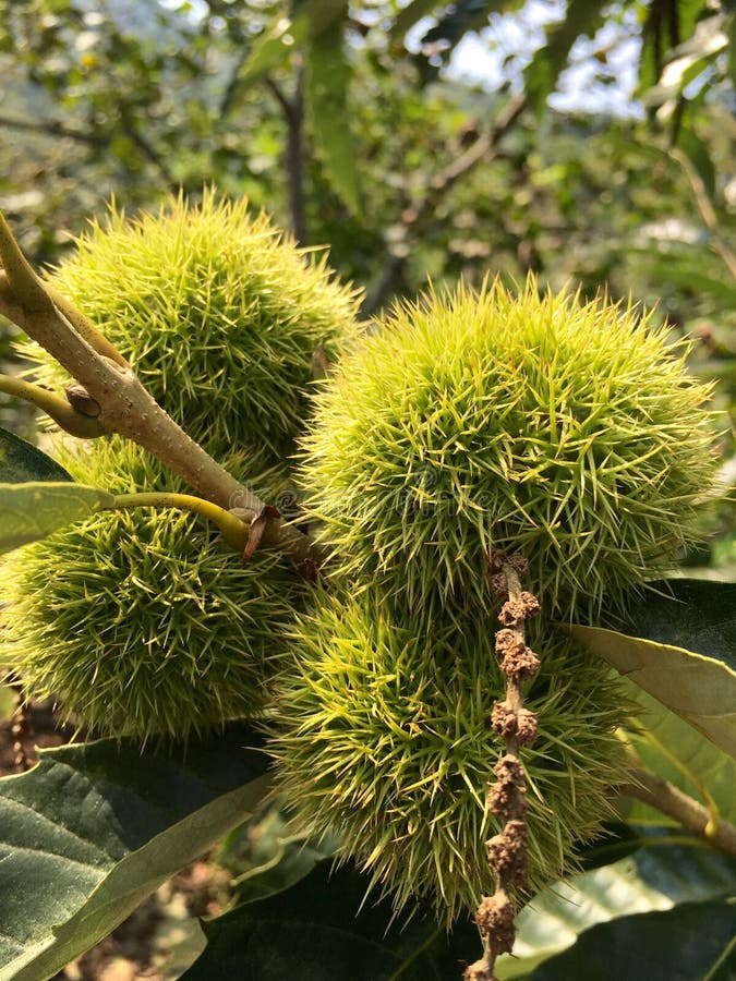 Chinese chestnut stock photo. Image of chinese, chestnut - 76084554