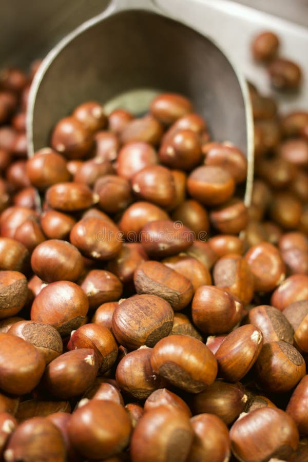 Chinese Chestnut Ready for Sale Stock Photo - Image of brown ...