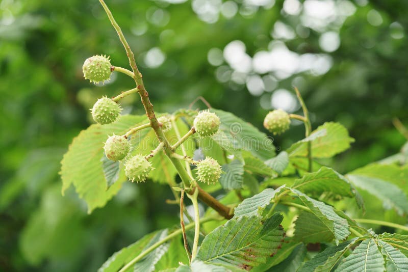 Chinese Chestnut on the Tree Close Up Stock Image - Image of nature ...