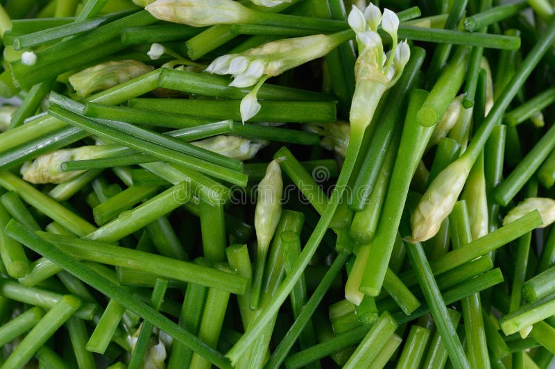 Chive background. stock photo. Image of studio, plant - 20581658