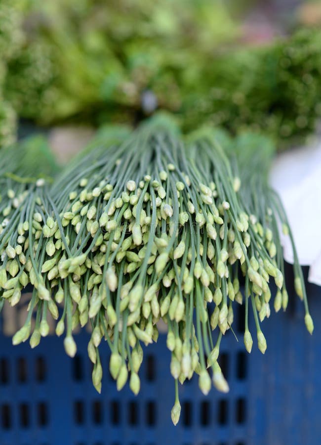 Chinese Chive Flower on a Blue Basket Stock Image - Image of closeup ...