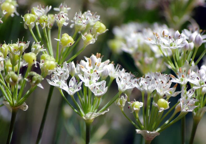 Chinese Chive Flowers and Seeds Stock Image - Image of vegitable ...