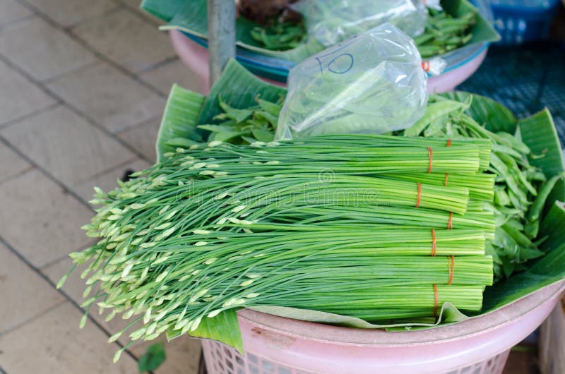 Chinese chive stock photo. Image of crop, meal, healthy - 33592768