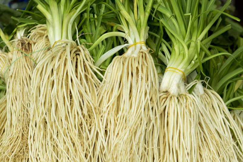 Chinese chives, root stock image. Image of diet, chives - 284434557