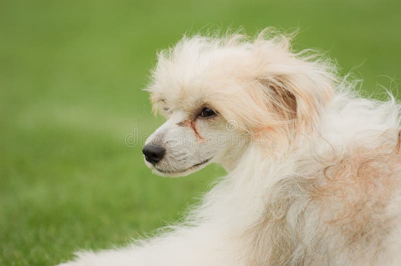 Chinese crested dog stock photo. Image of grass, gazing - 23119936