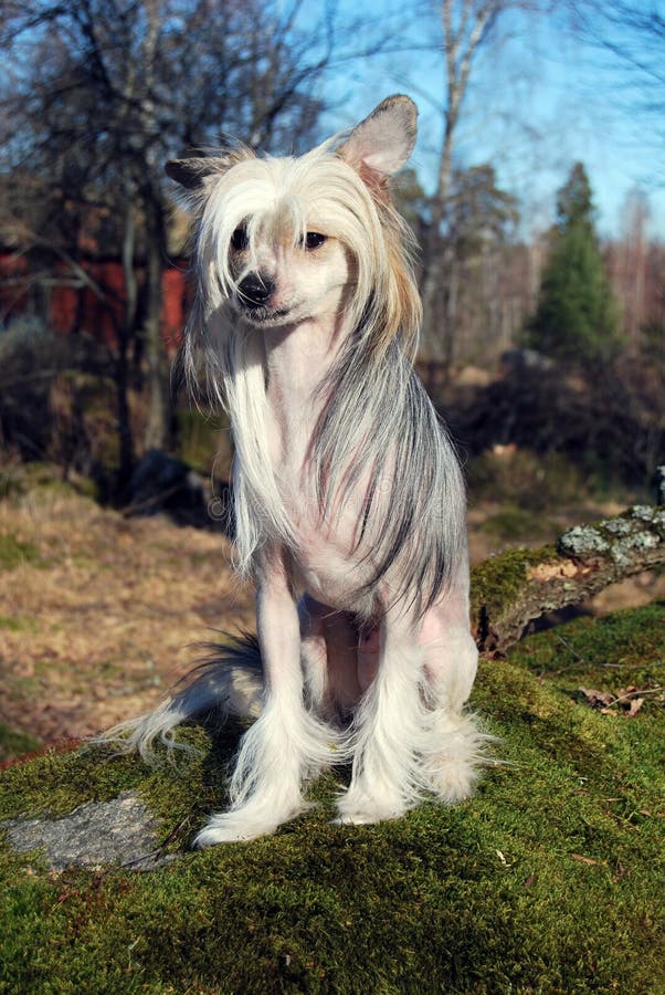 Bull Terrier Dog breed stock image. Image of breed, collar - 27130931