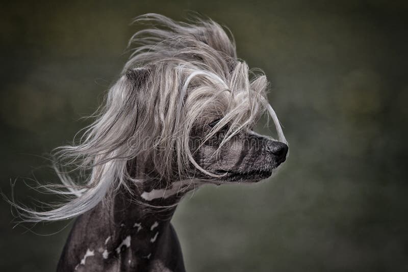 Dog Wind Stock Images - Download 3,117 Royalty Free Photos