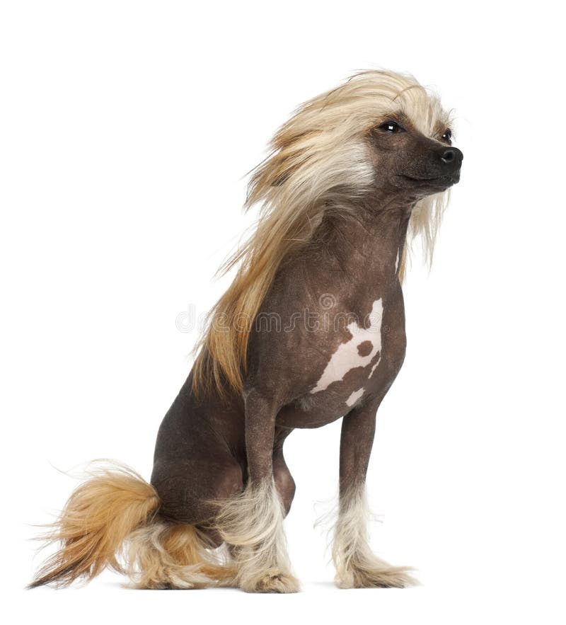 Hairless Mixed-breed Dog, Mix Between A French Bulldog And A Chinese ...