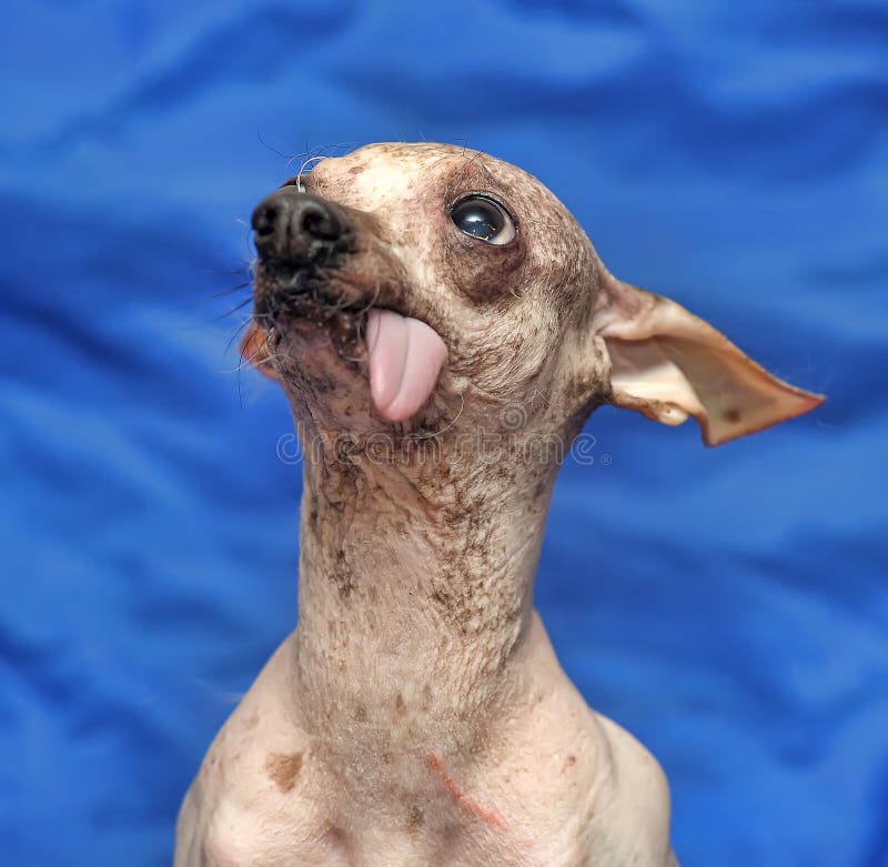 Chinese crested dog stock photo. Image of bald, pedigreed - 37251242