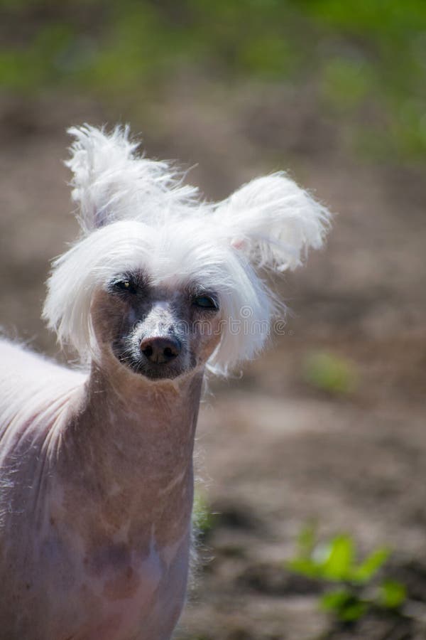 The Chinese Crested Dog, Beautiful Chinese Crested Bald Dog. Dog Lady ...