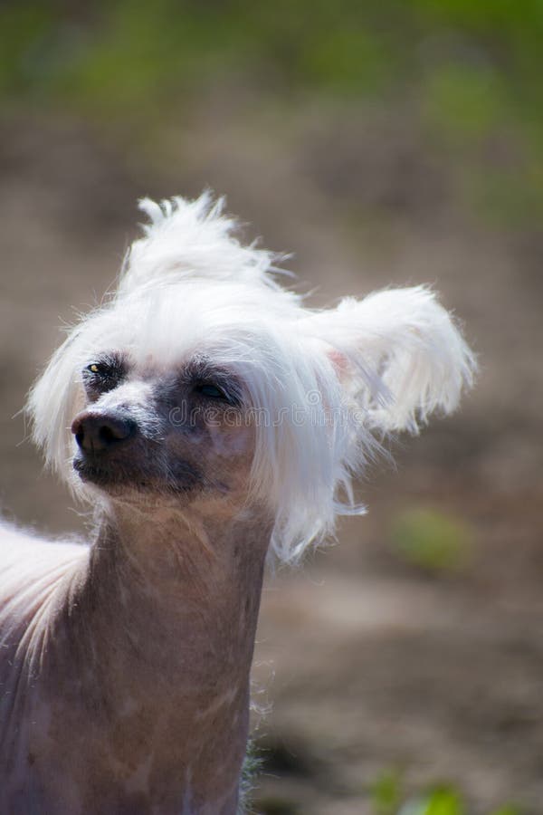 The Chinese Crested Dog, Beautiful Chinese Crested Bald Dog. Dog Lady ...