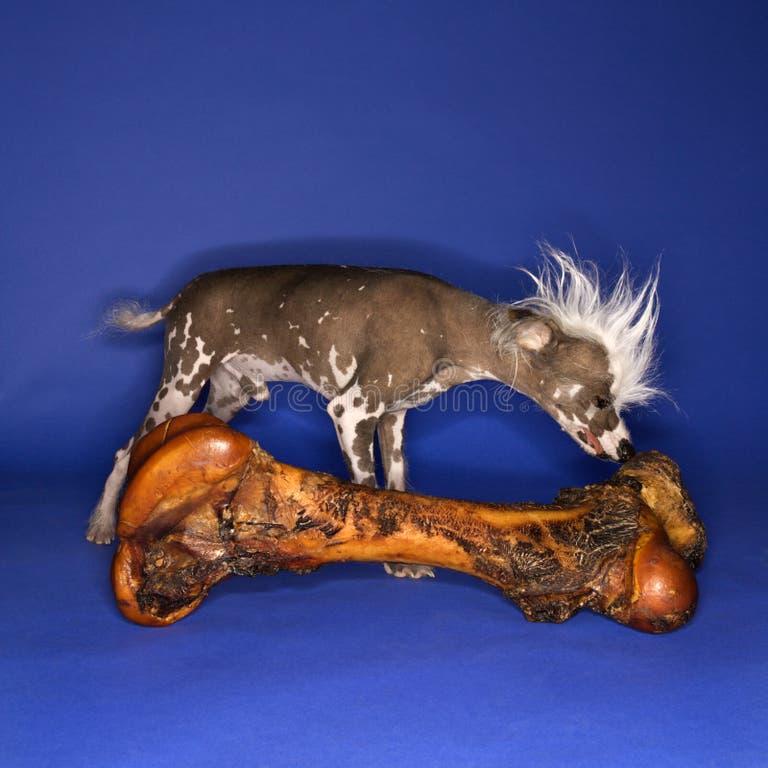 Chinese Crested Dog and Bone. Stock Photo - Image of canine ...