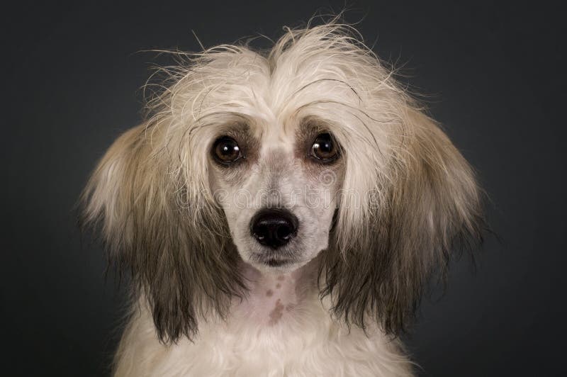Two Chinese Crested,Powder-puff Puppies Stock Image - Image of small ...