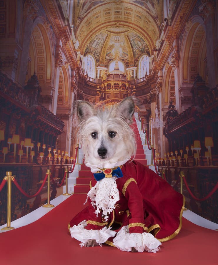 Duke Dog Stock Photos - Free & Royalty-Free Stock Photos from Dreamstime