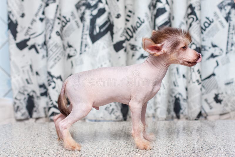 Chinese Crested pappy stock photo. Image of nature, playing - 71195696