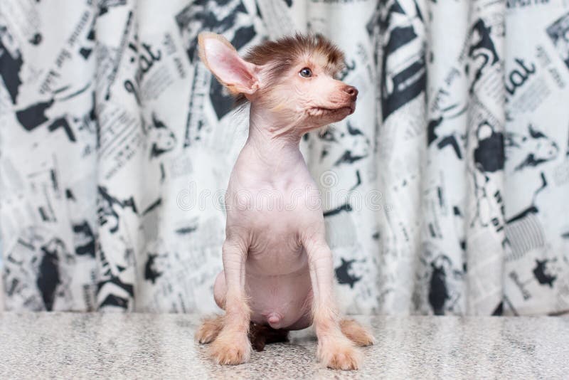 Chinese Crested pappy stock photo. Image of pedigreed - 71196718