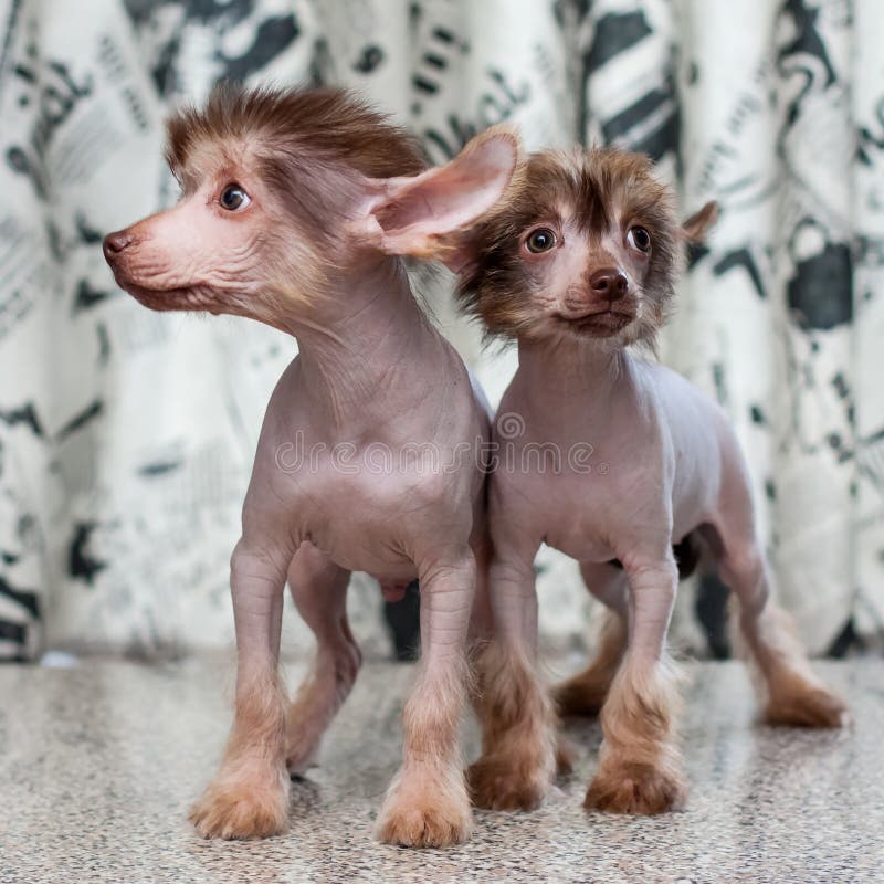 Chinese Crested pappy stock image. Image of lapdog, pair - 71195297