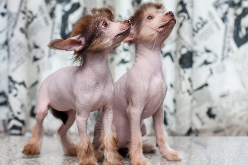 Chinese Crested pappy stock photo. Image of multiple - 71195922