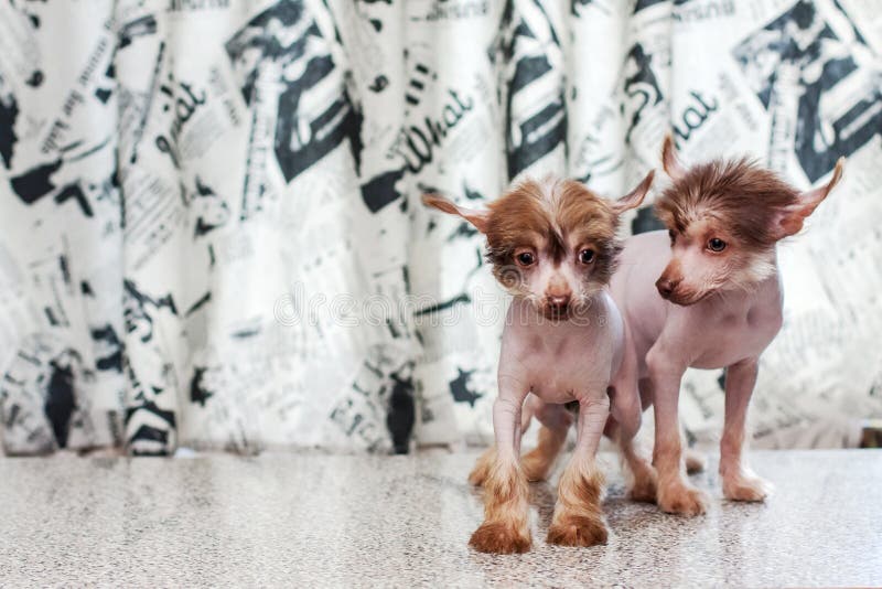 Chinese Crested pappy stock image. Image of mammal, pedigreed - 71196891