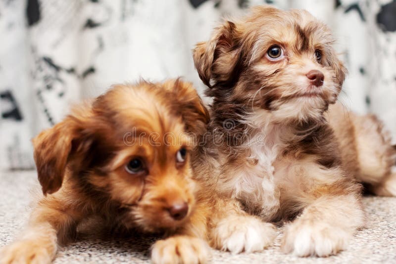 Chinese Crested pappy stock photo. Image of brood, nature - 71195340