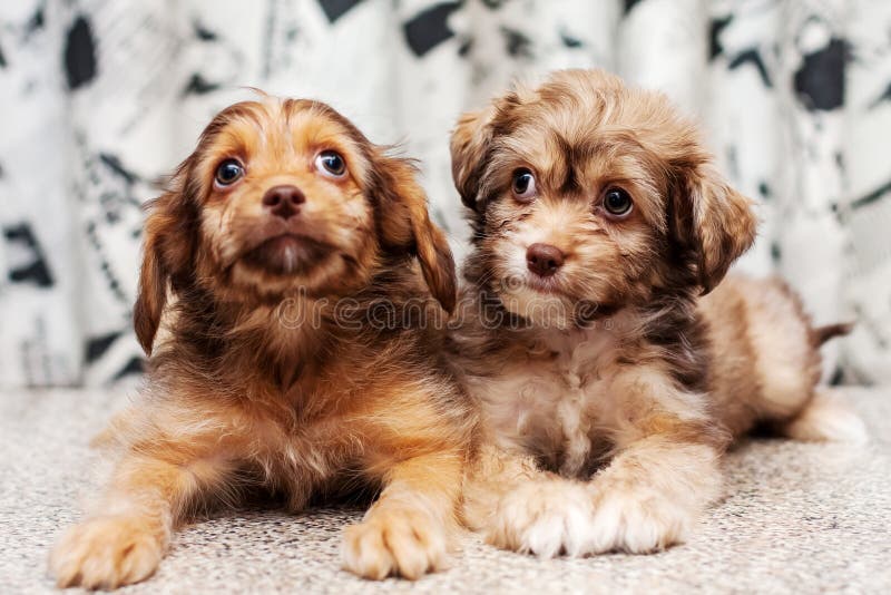 Chinese Crested pappy stock image. Image of playing, outdoor - 71195409