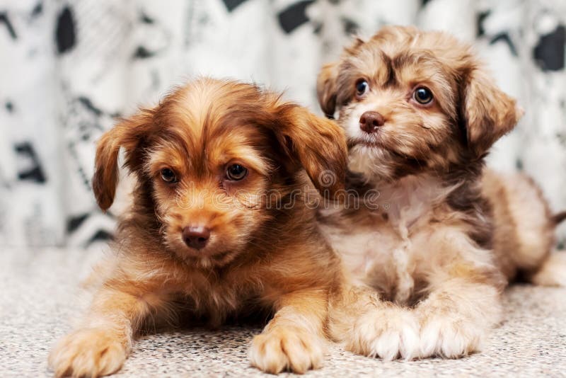 Chinese Crested pappy stock image. Image of adult, puff - 71195921