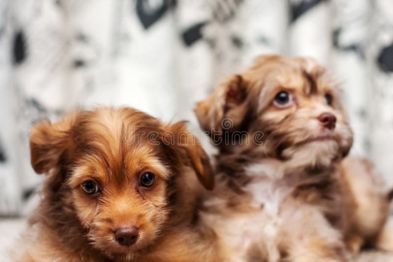 Chinese Crested pappy stock image. Image of adult, lapdog - 71196127