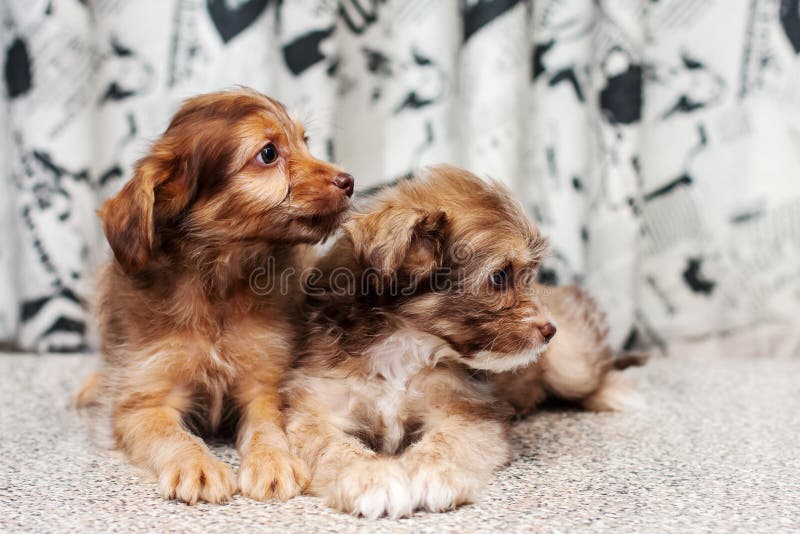 Chinese Crested pappy stock photo. Image of mammal, hairless - 71196778