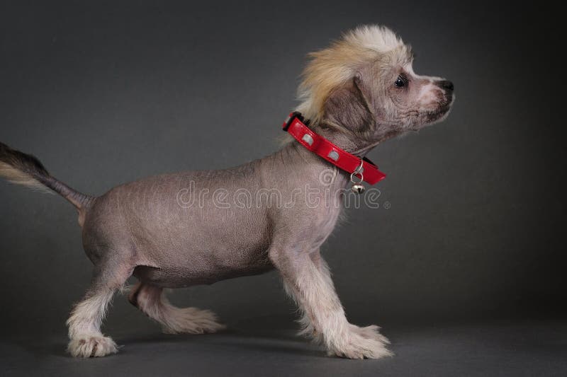Two Chinese Crested,Powder-puff Puppies Stock Image - Image of small ...
