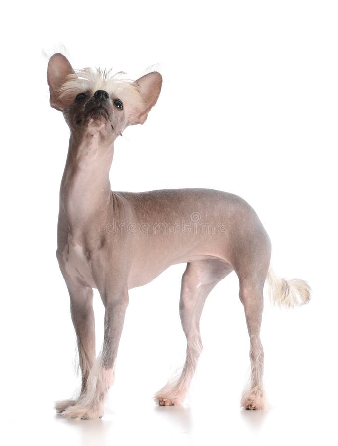 Chinese Crested Dog and Bone. Stock Photo - Image of canine ...