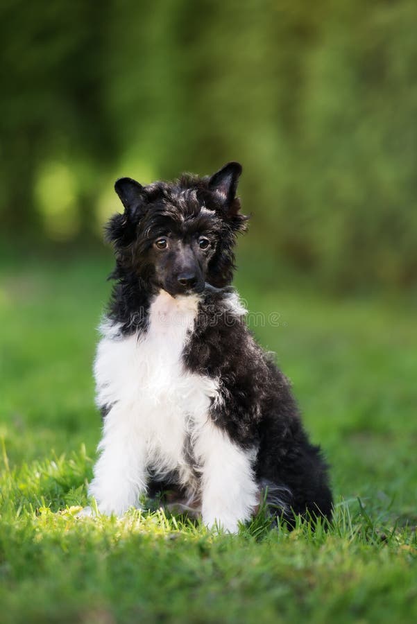 Close Up of a Siberian Husky Stock Image - Image of canis, antarctic ...