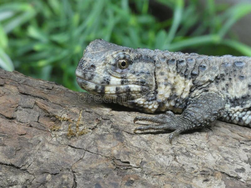 A Chinese crocodile lizard stock image. Image of wildlife - 295998749