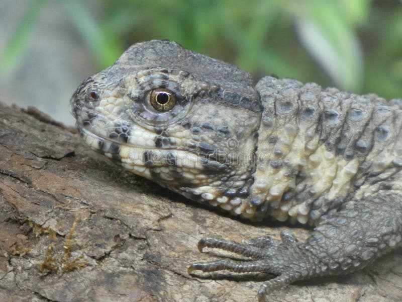 A Chinese crocodile lizard stock image. Image of reptile - 295998767