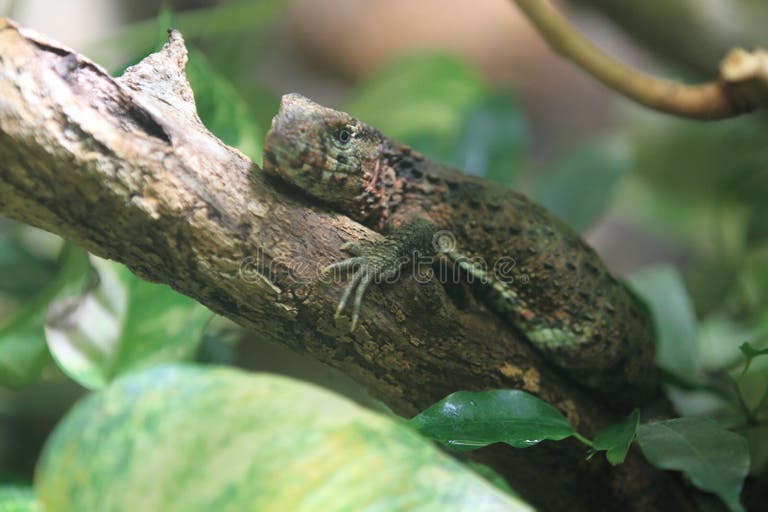 Chinese crocodile lizard stock image. Image of lizard - 38551789