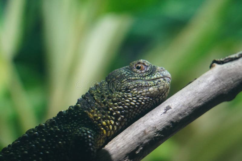 Chinese Crocodile Lizard Looking Out Stock Photo - Image of reptilia ...