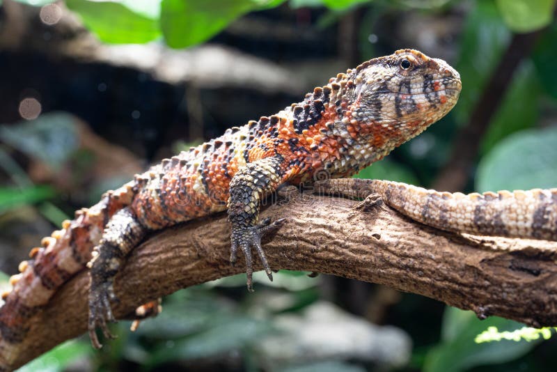 Chinese Crocodile Lizard, Shinisaurus Crocodilurus Stock Photo - Image ...