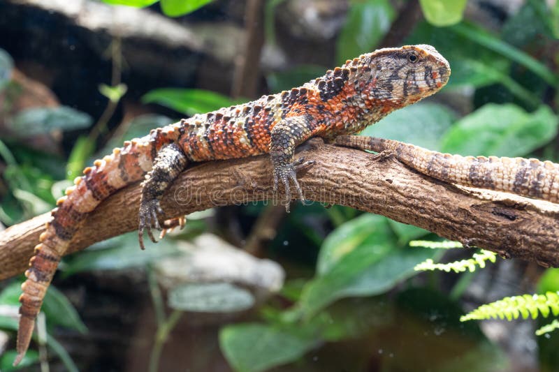 Chinese Crocodile Lizard, Shinisaurus Crocodilurus Stock Photo - Image ...