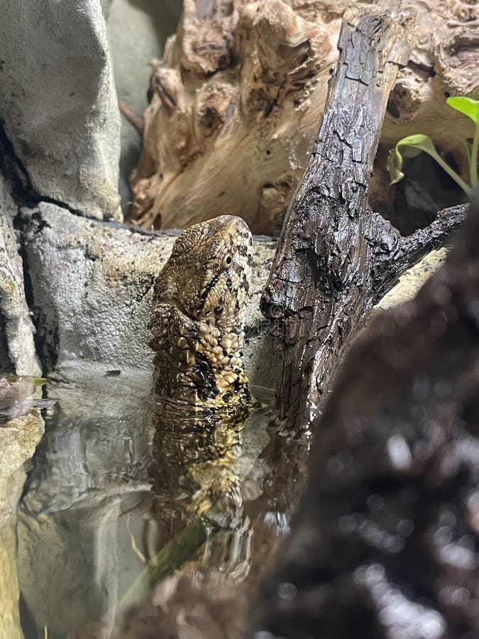 Chinese Crocodile Lizard - Shinisaurus Crocodilurus Stock Photo - Image ...