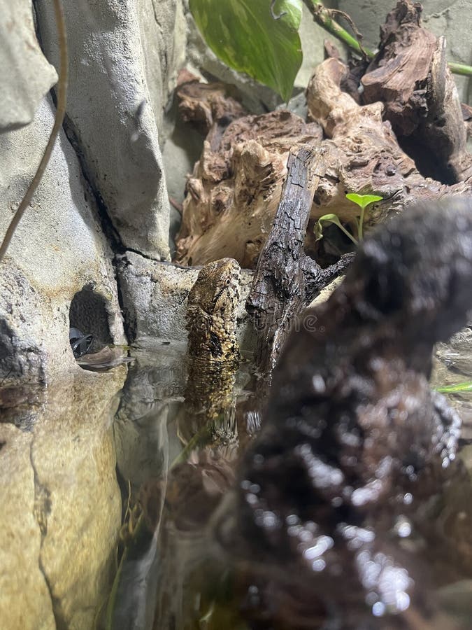 Chinese Crocodile Lizard - Shinisaurus Crocodilurus Stock Photo - Image ...