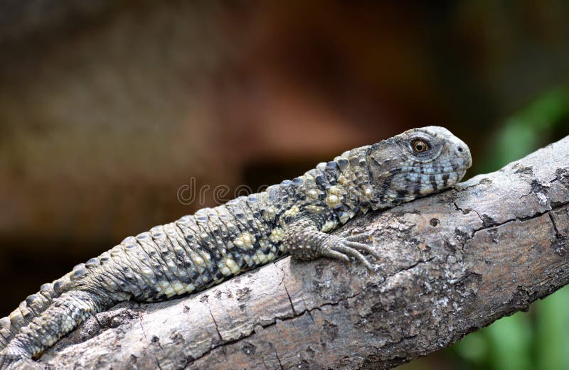 Chinese Crocodile Lizard / Shinisaurus Crocodilurus Stock Photo - Image ...