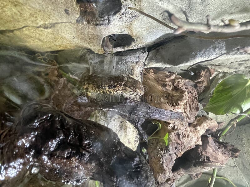 Chinese Crocodile Lizard - Shinisaurus Crocodilurus Stock Photo - Image ...