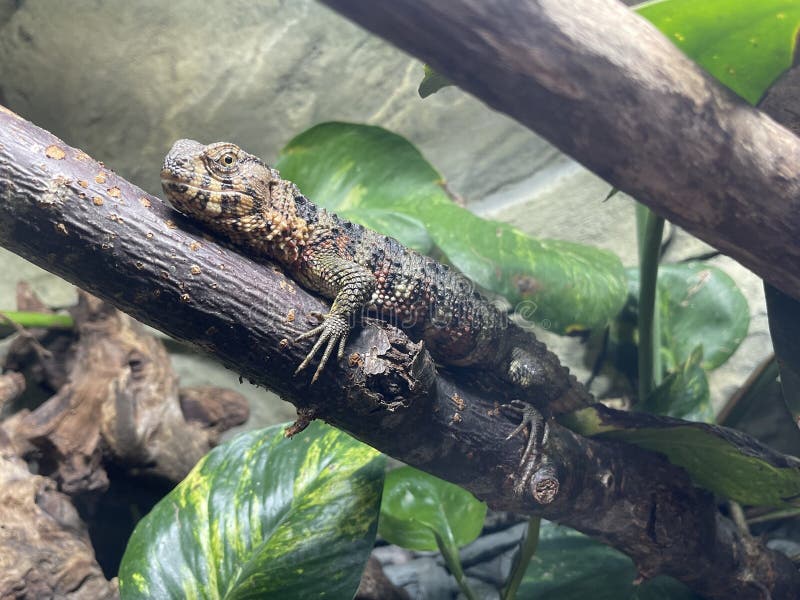 Chinese Crocodile Lizard - Shinisaurus Crocodilurus Stock Photo - Image ...