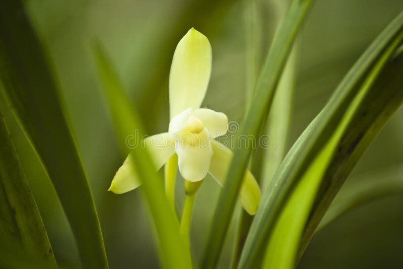 Chinese cymbidium stock photo. Image of background, detail - 32131910
