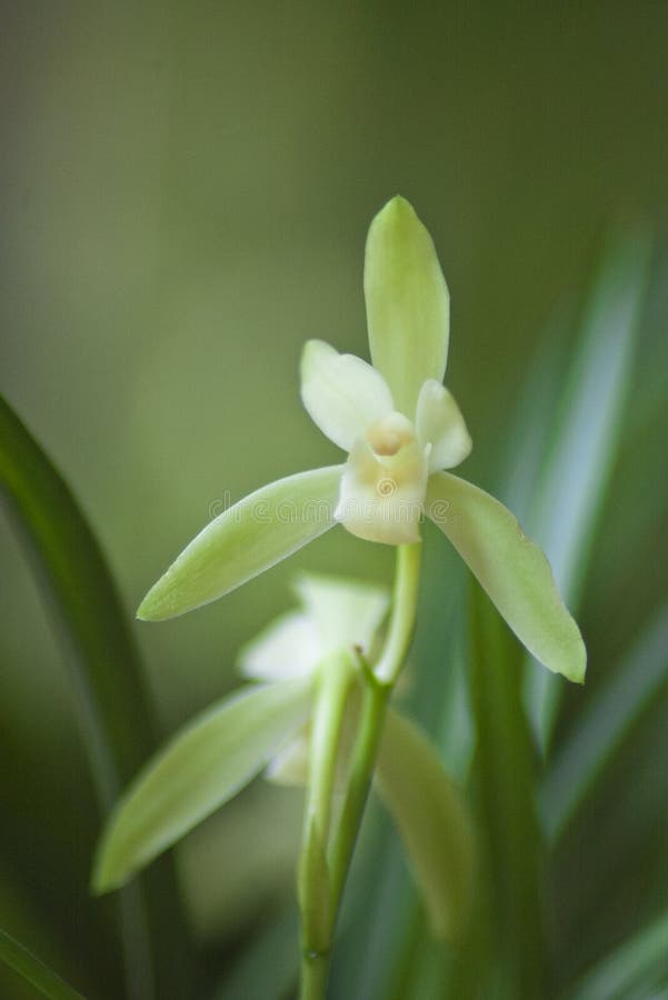 Chinese cymbidium stock photo. Image of beauty, elegant - 32132250