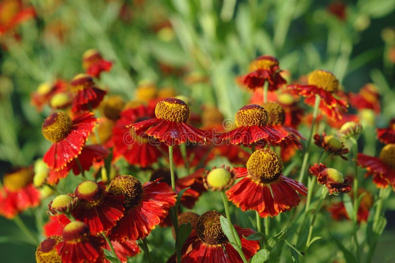 Chinese Daisies among Other Plants Stock Image - Image of sight ...