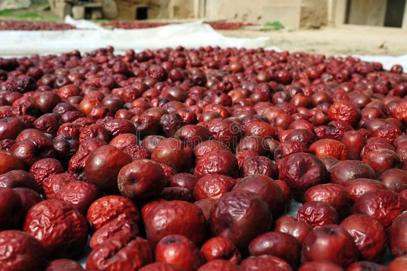Chinese Date, Ziziphus Jujuba, Commonly Called Jujube, Red Date ...