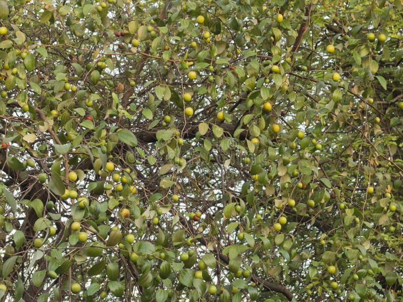 Chinese Date Tree stock photo. Image of berry, date, plant - 23233552